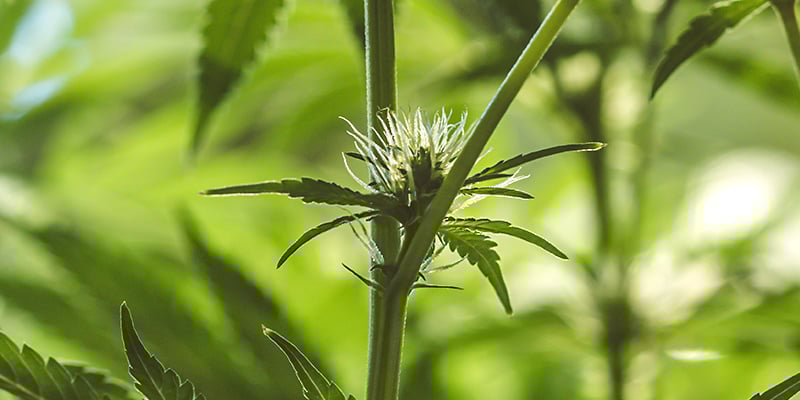 The Flowering Phase Of Cannabis Cultivation